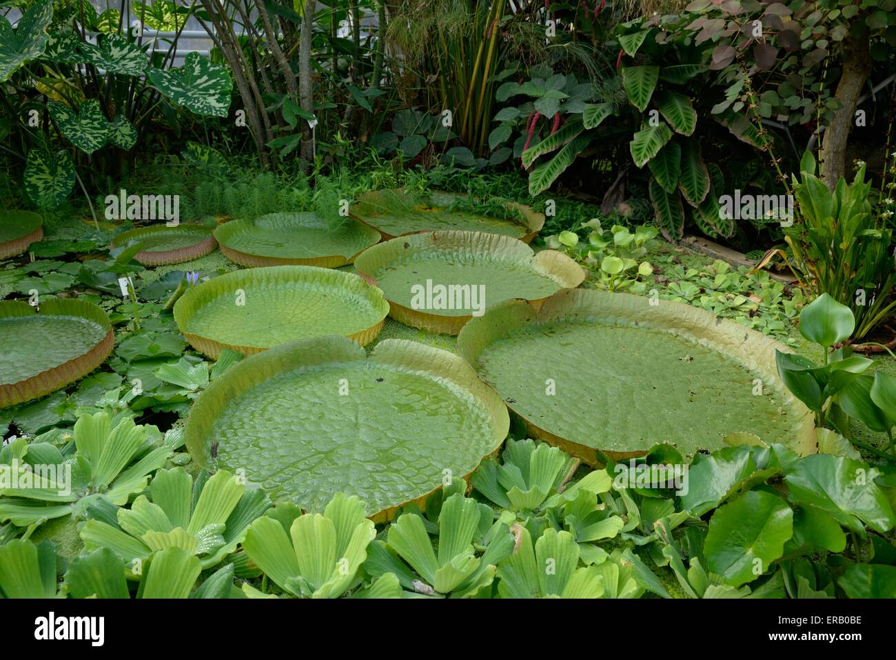 Victoria lilies hi-res stock photography and images - Alamy