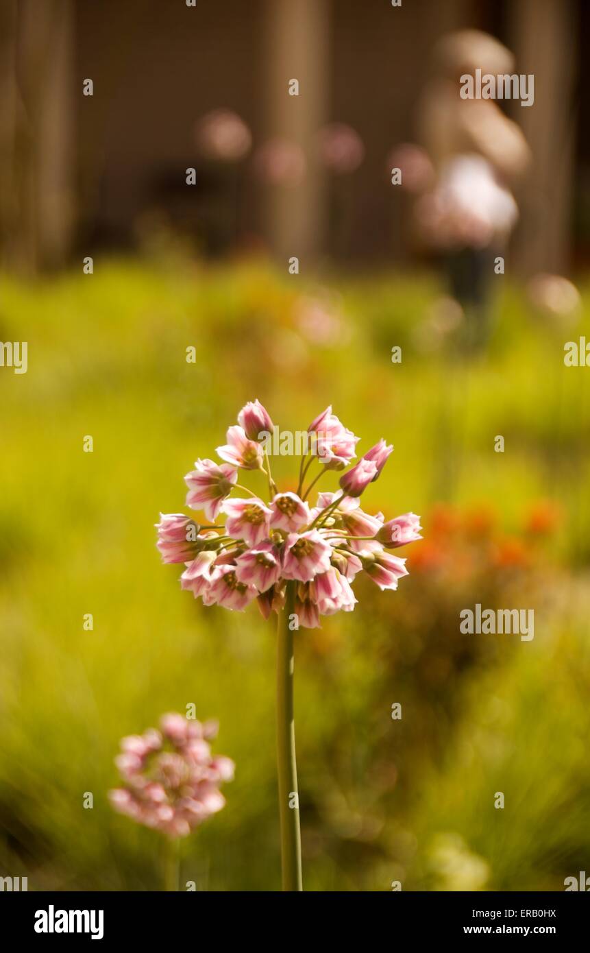 Pink flower in quiet garden Stock Photo - Alamy