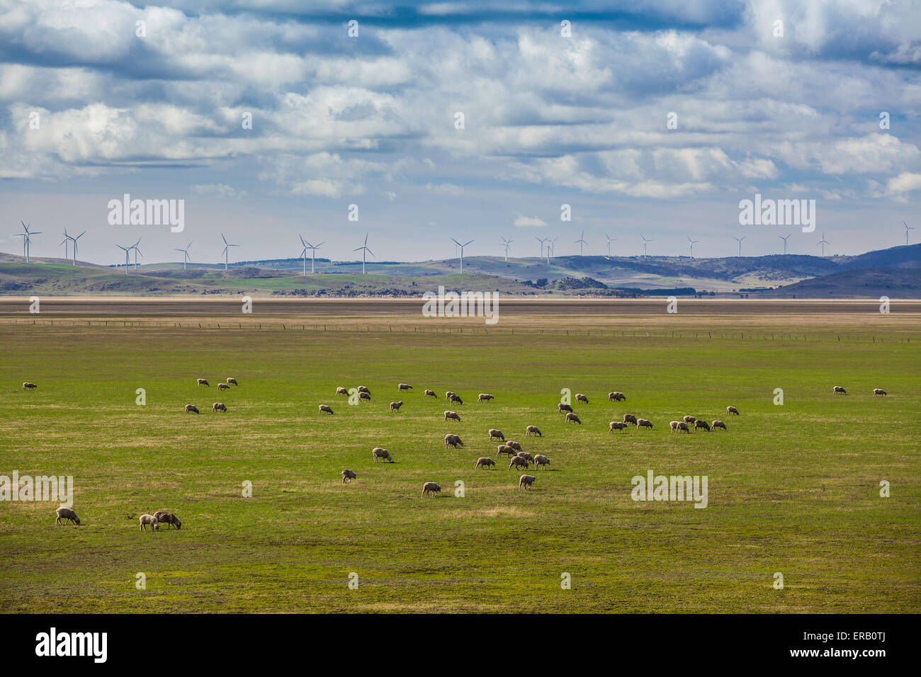Sheep grazing on farmland with wind turbines on the hills in the ...