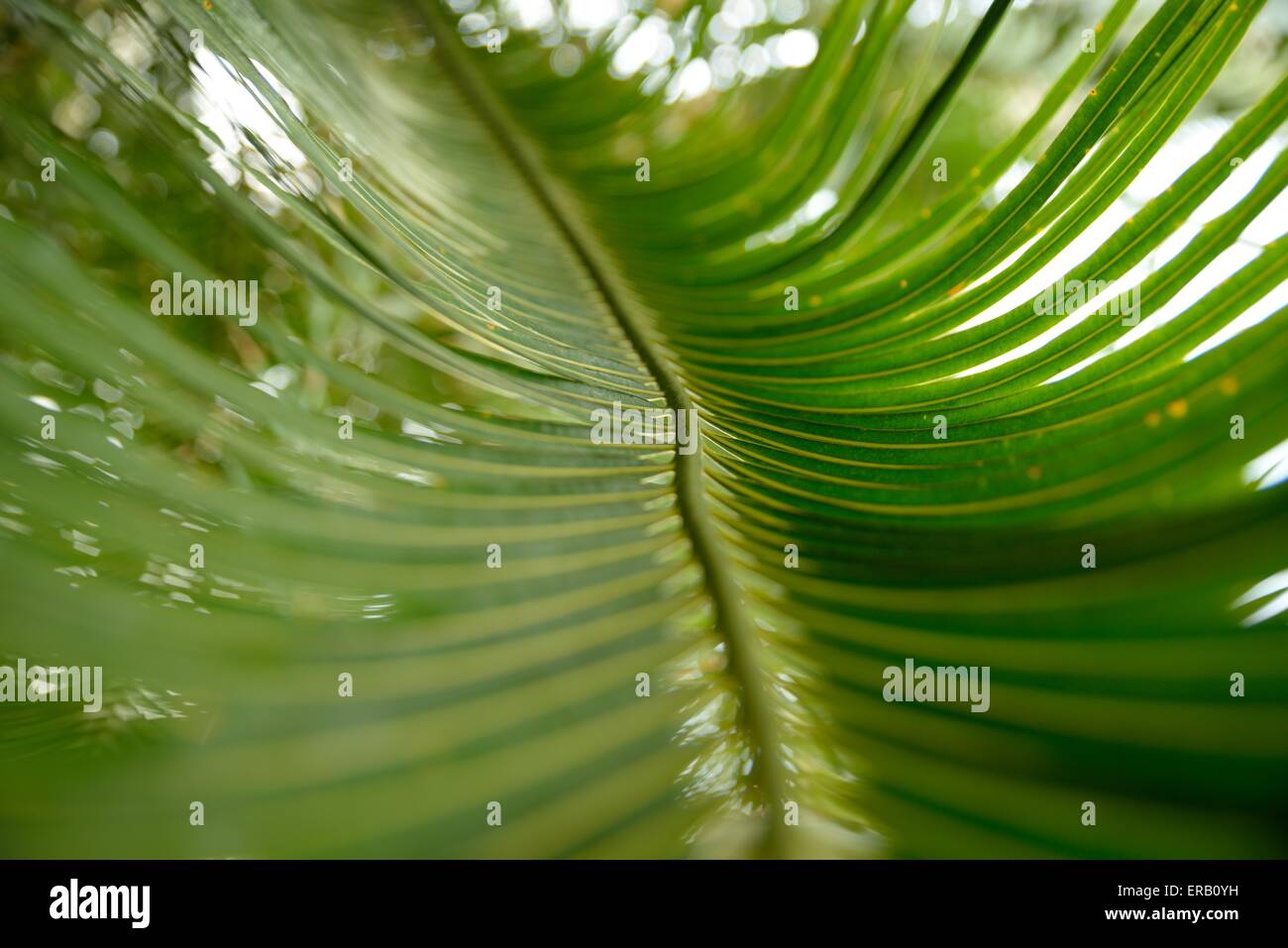 Cycas tree hi-res stock photography and images - Alamy