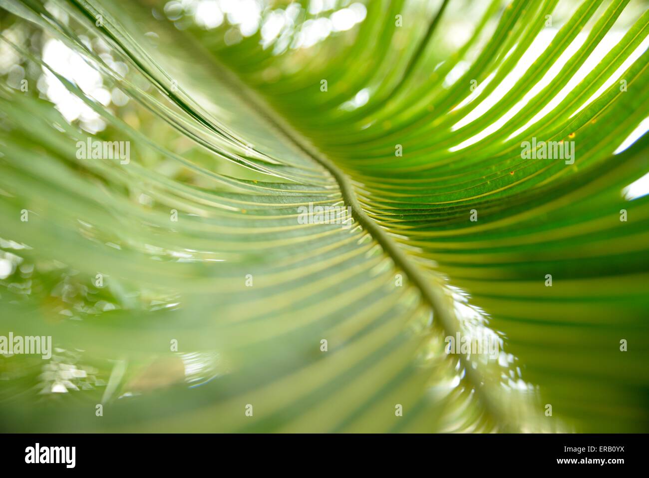 Cycas branch hi-res stock photography and images - Alamy