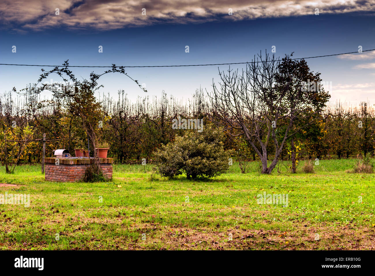 Italian peach tree hi-res stock photography and images - Alamy