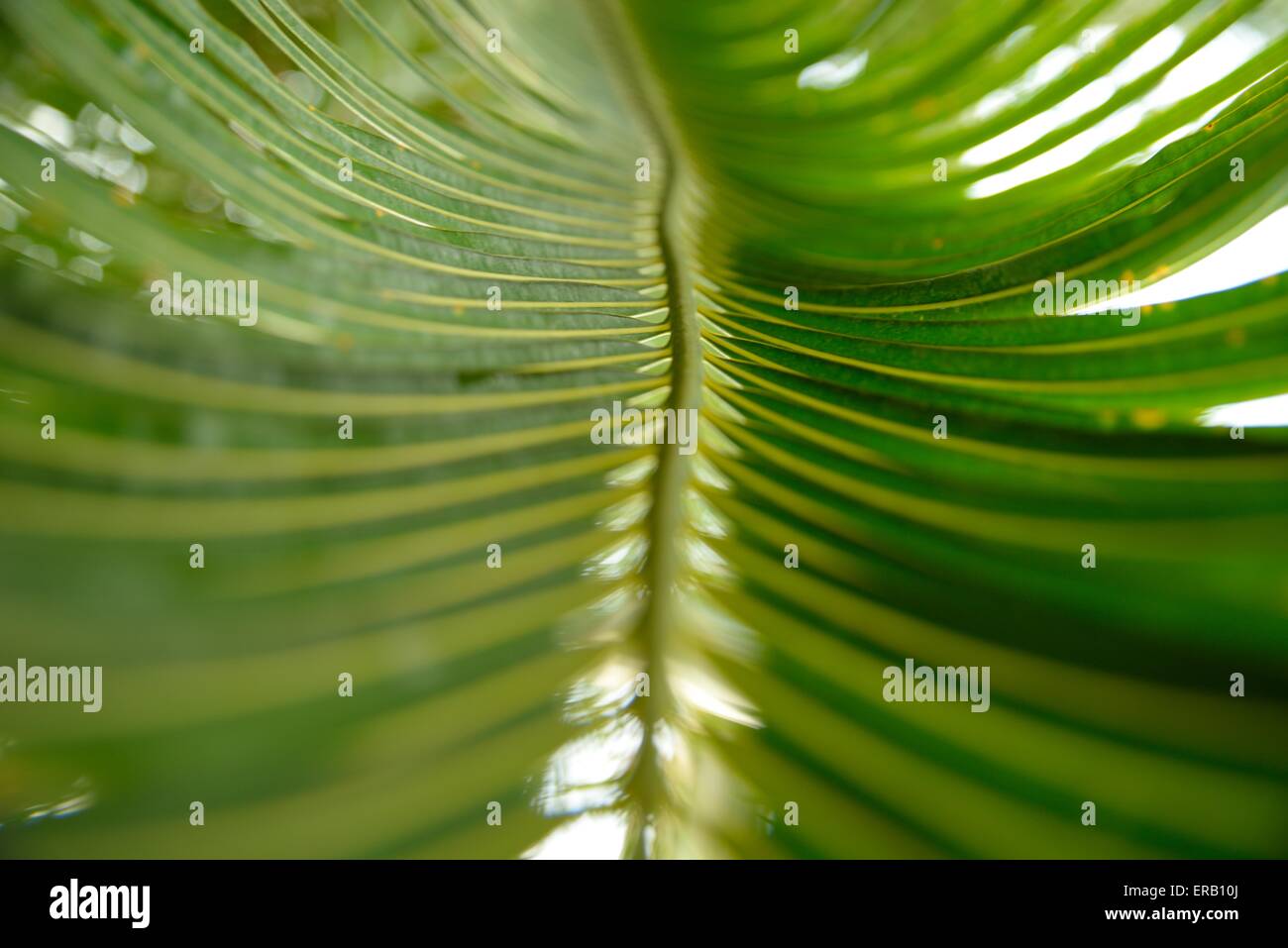 Cycas tree hi-res stock photography and images - Alamy