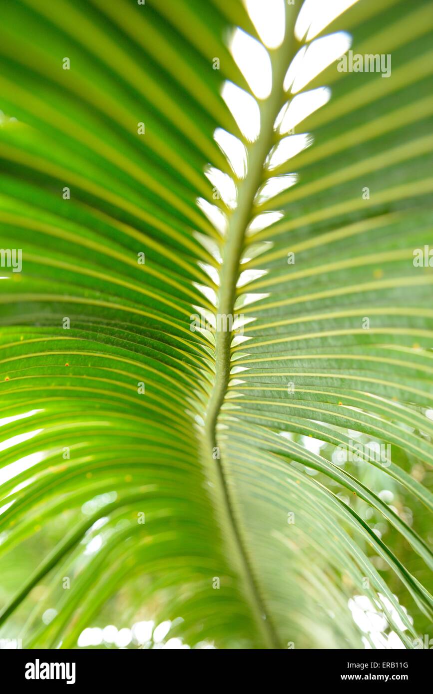 Cycas tree hi-res stock photography and images - Alamy