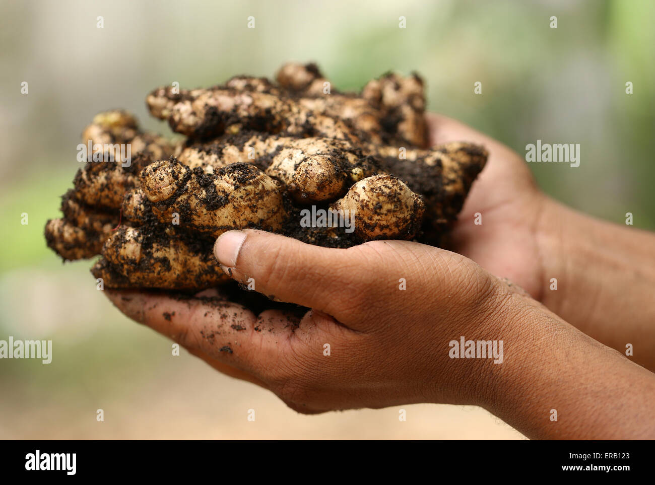 Hand holding some newly harvested ginger Stock Photo - Alamy