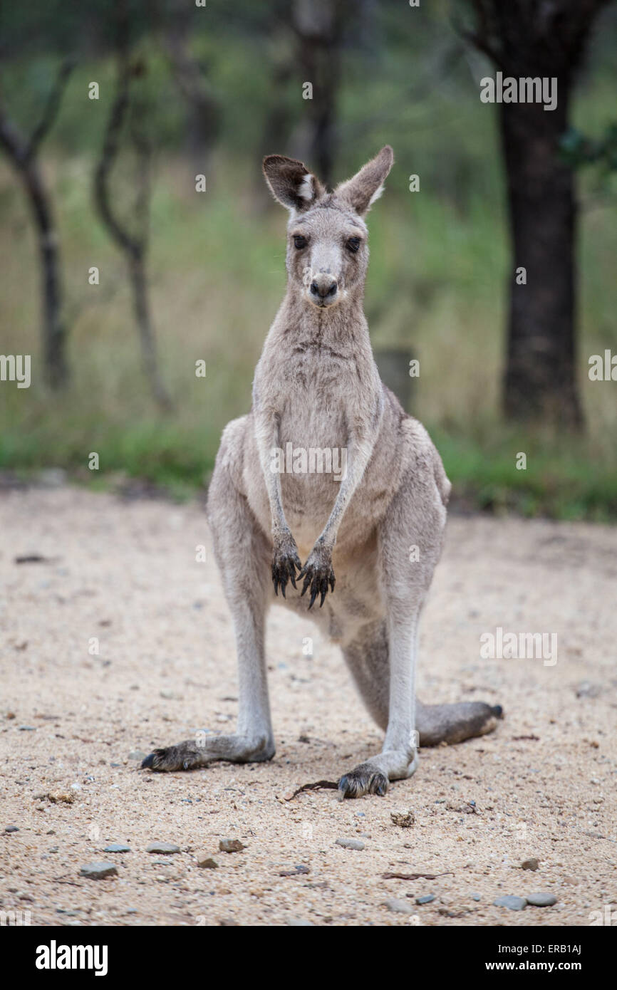 Grey kangaroo closeup Stock Photo - Alamy