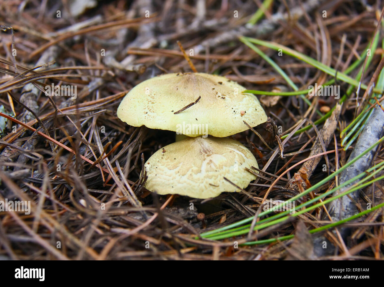 Edible mushrooms coniferous forests - Suillus Stock Photo - Alamy