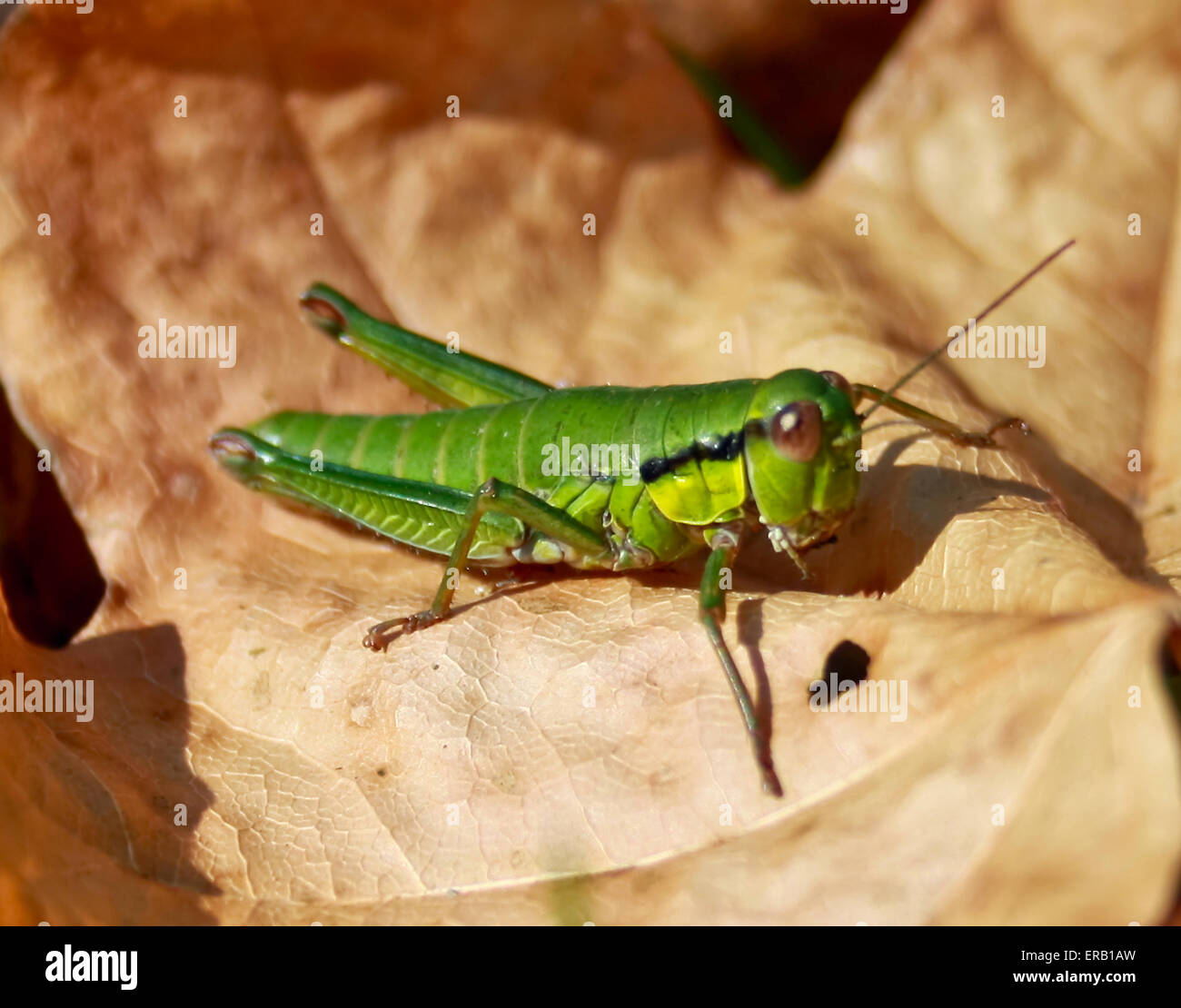 Pretty green insect - Tettigonia viridissima Stock Photo - Alamy