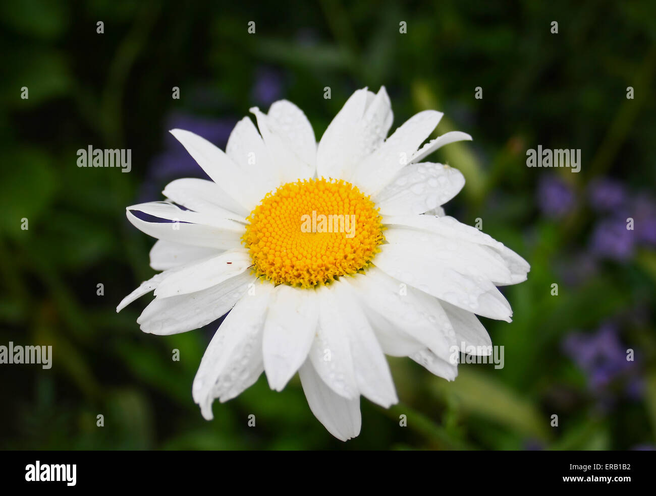 Flor de matricaria hi-res stock photography and images - Alamy