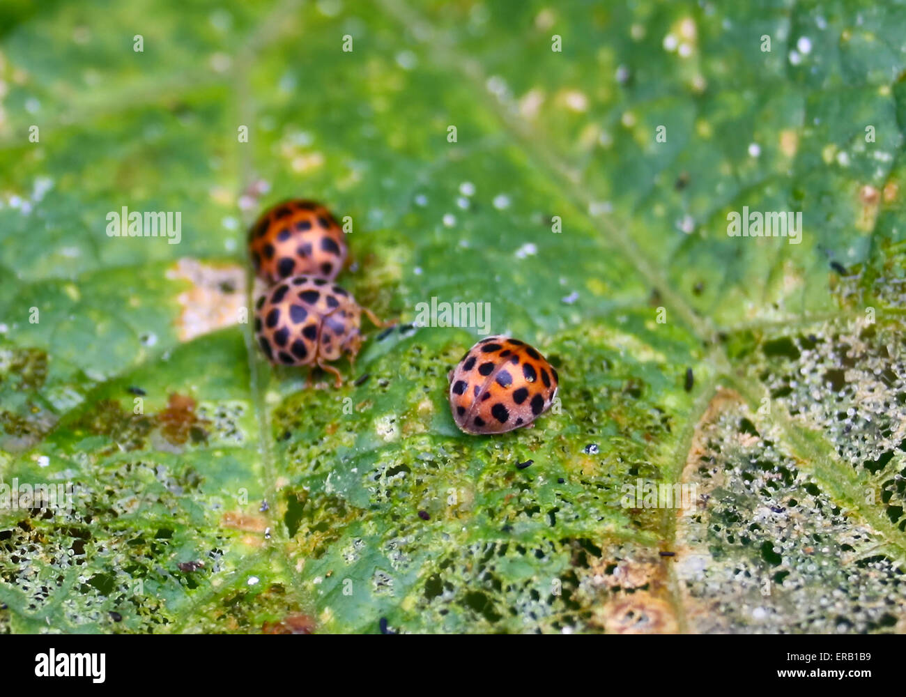 Insect pest of potato spotted ladybug - Epilachna vigintioctomaculata ...