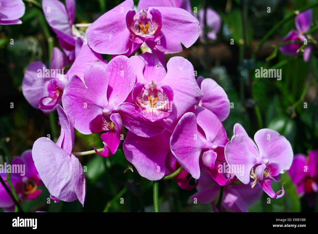 Delicate flor hi-res stock photography and images - Alamy