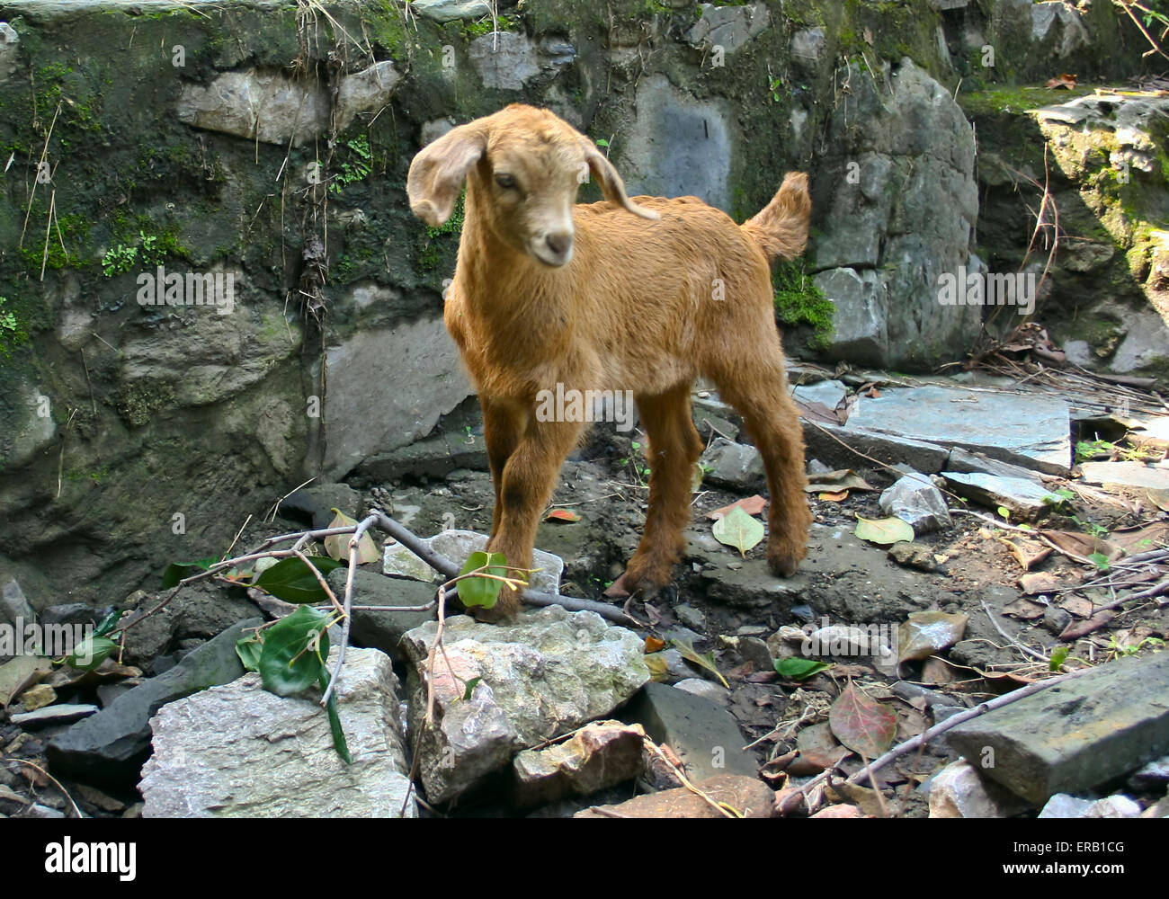 Funny baby Angora goat - Capra aegagrus Stock Photo - Alamy