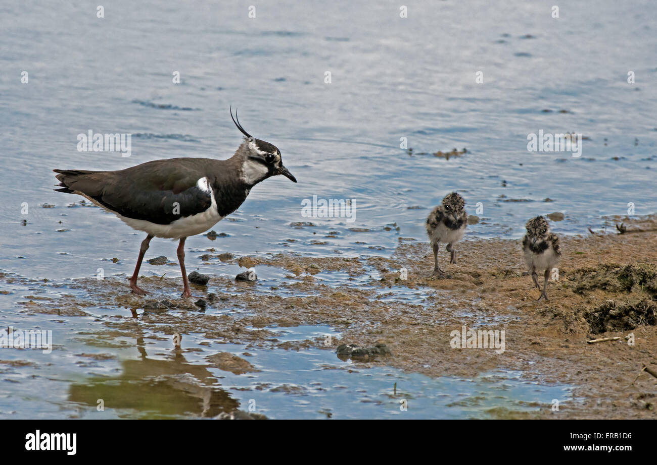 Baby lapwing hi-res stock photography and images - Alamy