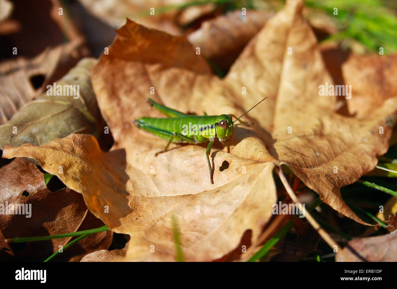 Pretty green insect - Tettigonia viridissima Stock Photo - Alamy