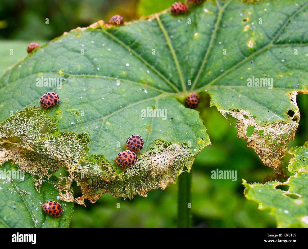Insect pest of potato spotted ladybug - Epilachna vigintioctomaculata ...