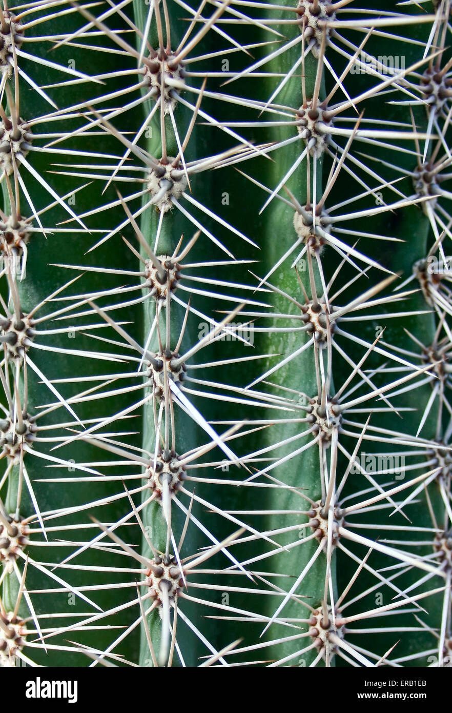 Natural pattern of thorns cactus plants - Cactaceae Stock Photo - Alamy