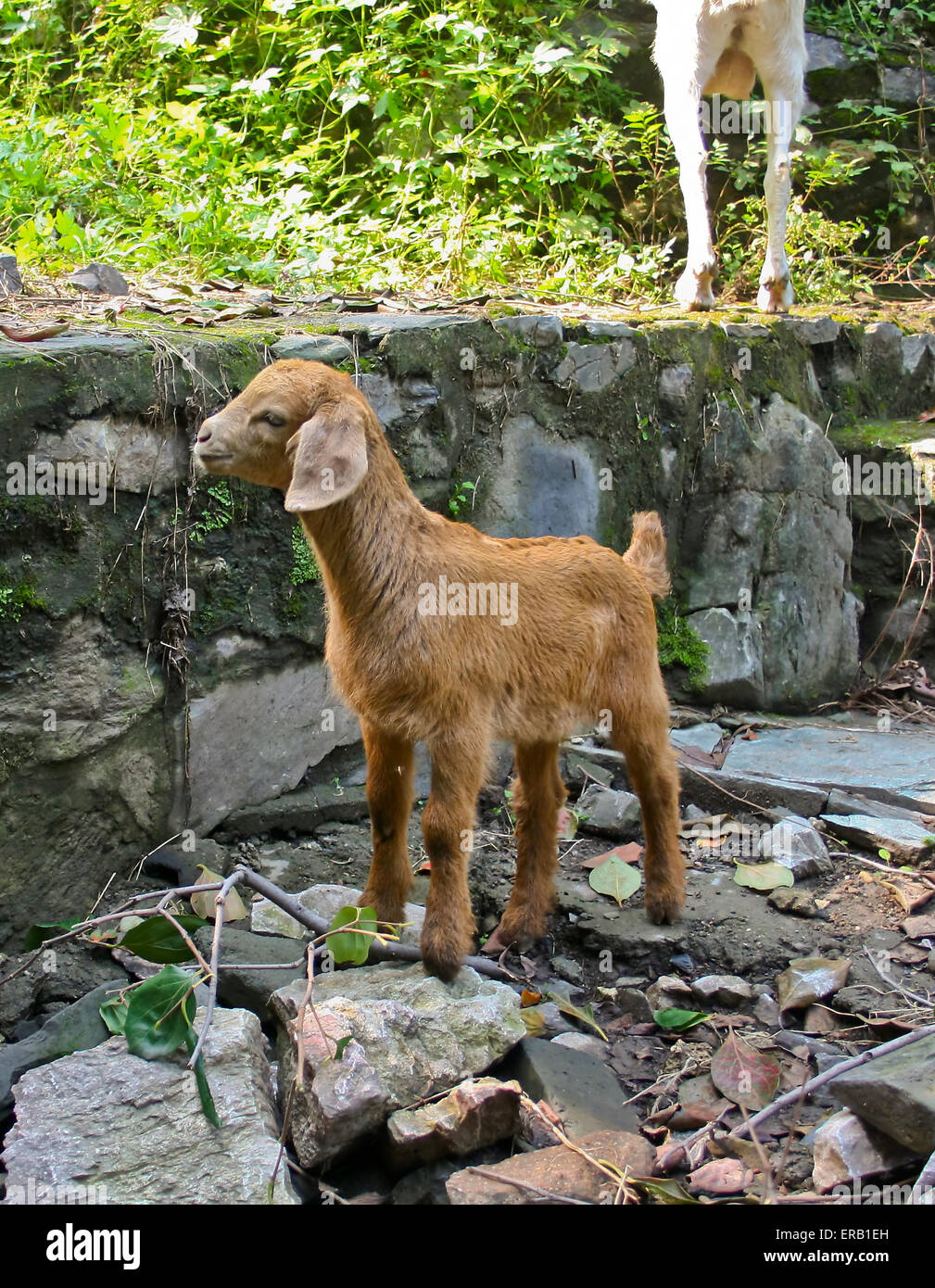 Funny baby Angora goat - Capra aegagrus Stock Photo - Alamy