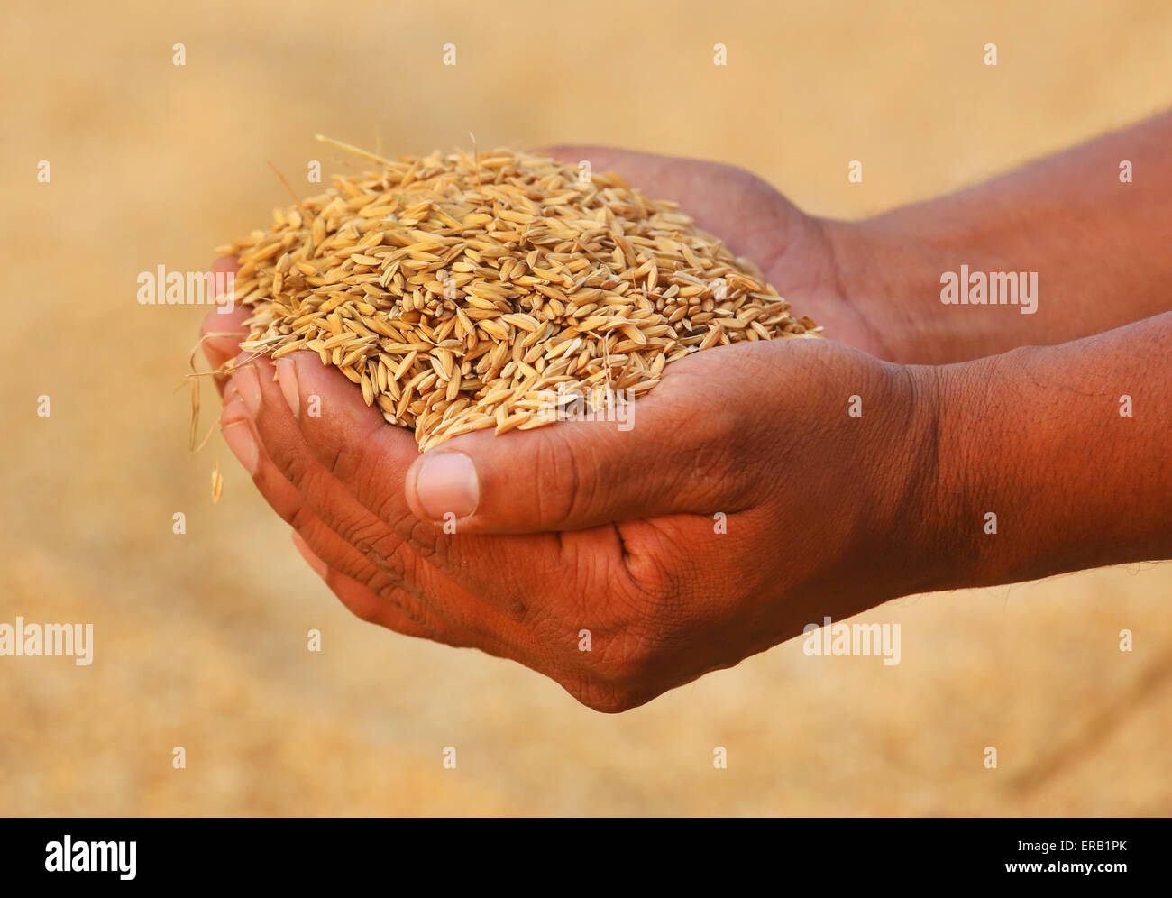 Hand holding golden paddy seeds in Indian subcontinent Stock Photo - Alamy