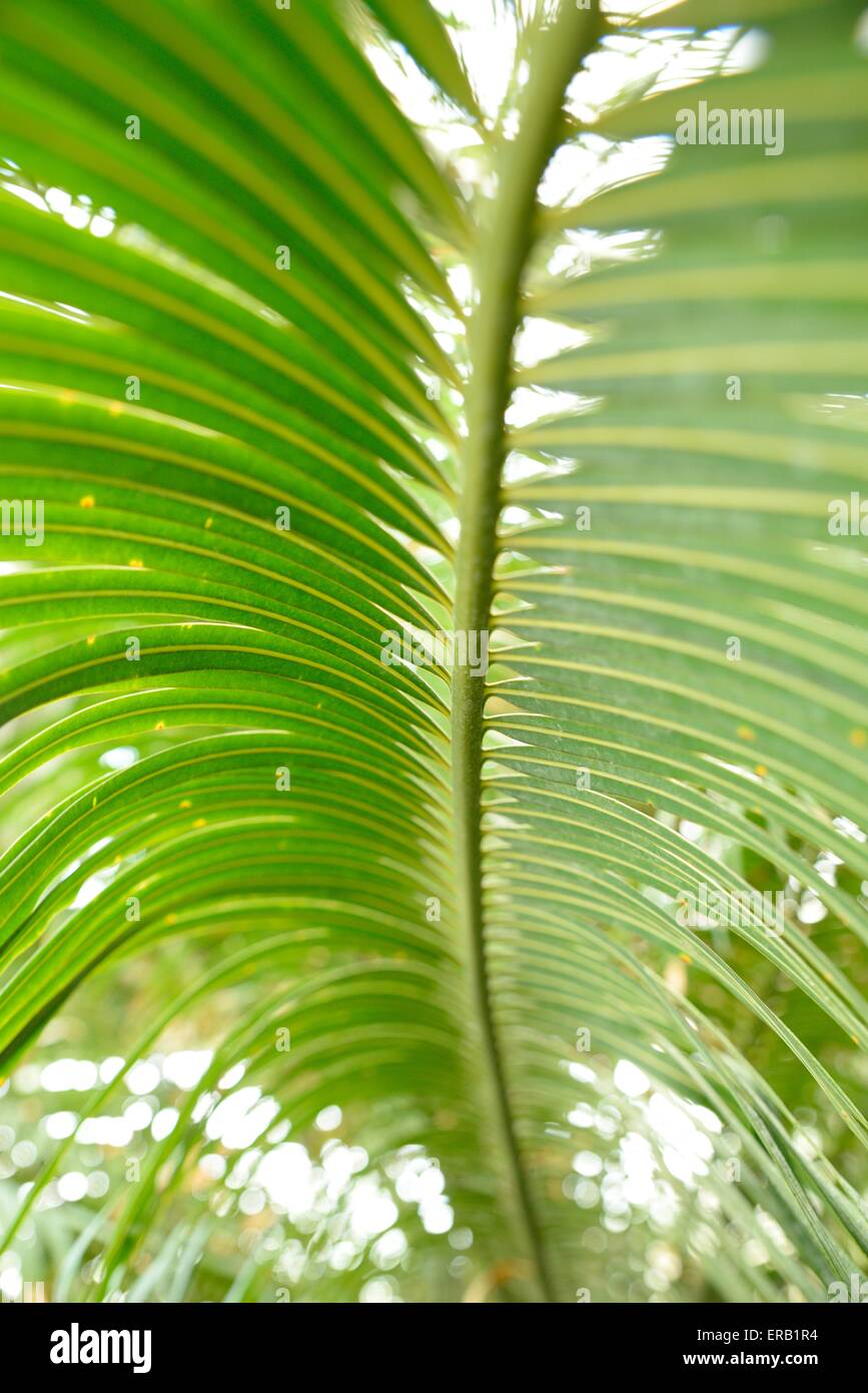 Cycas tree hi-res stock photography and images - Alamy