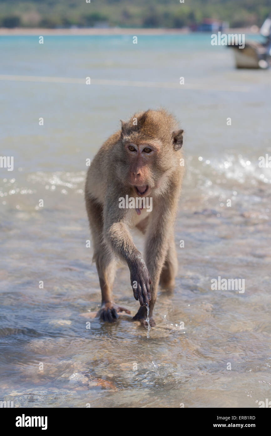 Monkey. Crab-eating macaque. Asia Thailand Stock Photo - Alamy