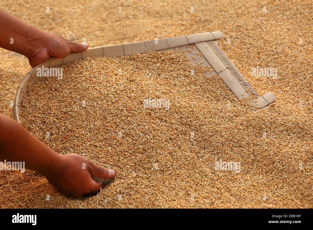 Processing golden paddy seeds in Indian subcontinent Stock Photo - Alamy