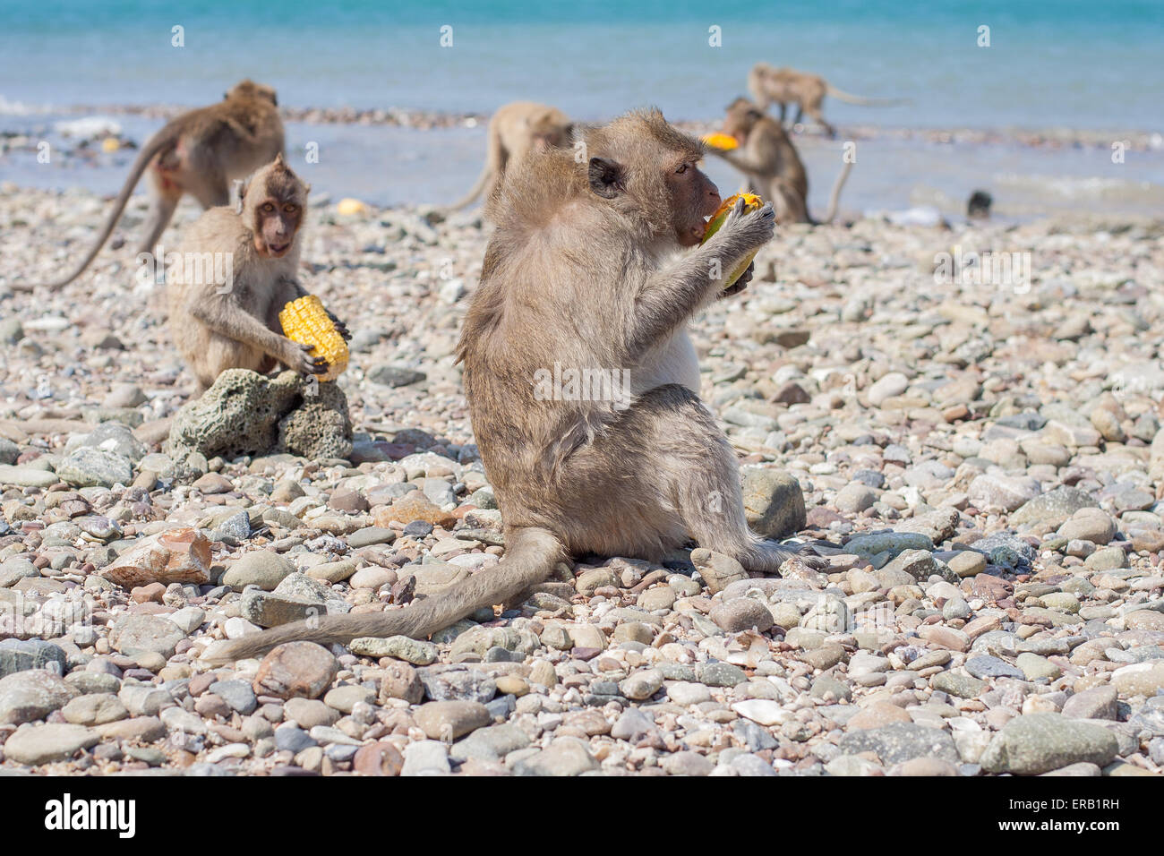 Monkey eats raw mango Stock Photo - Alamy