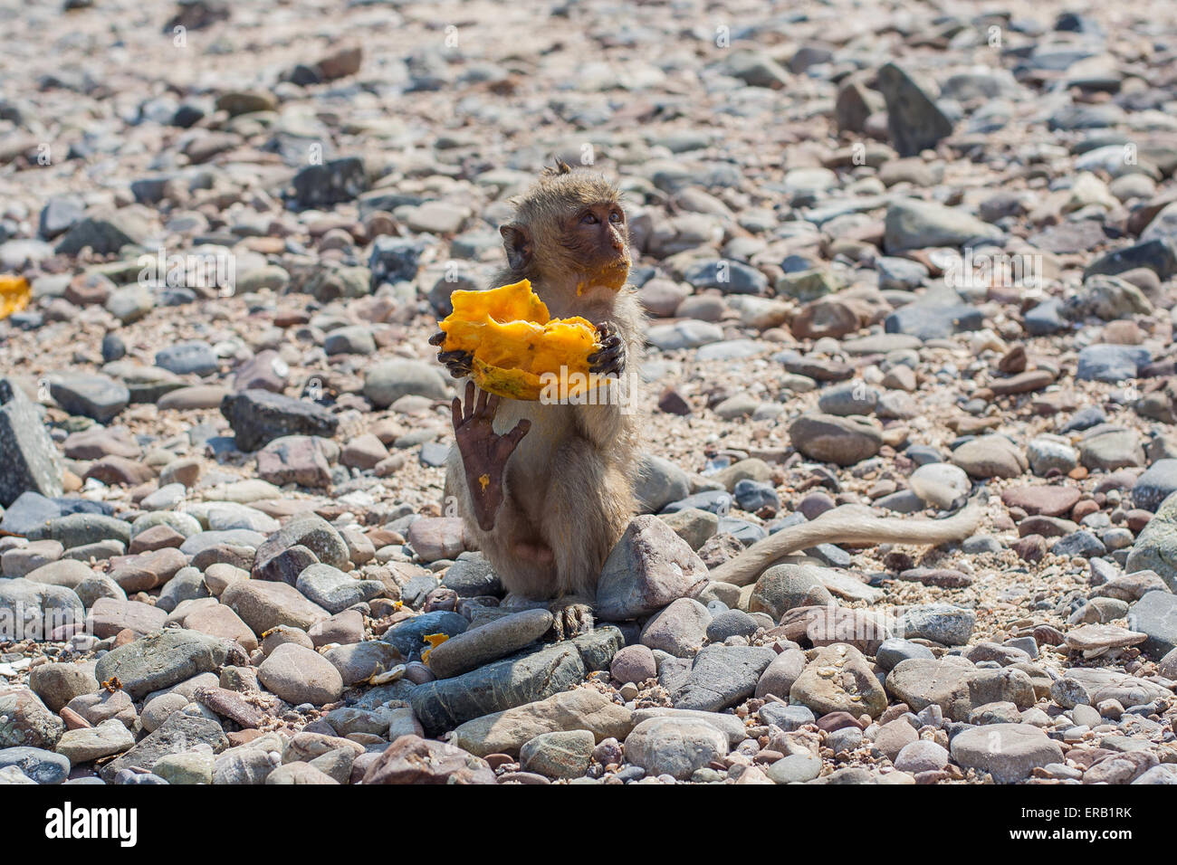 Monkey eats raw mango Stock Photo - Alamy