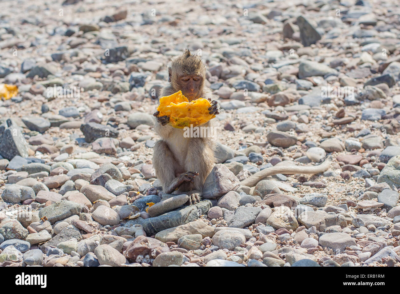 Monkey orange fruit africa hi-res stock photography and images - Alamy