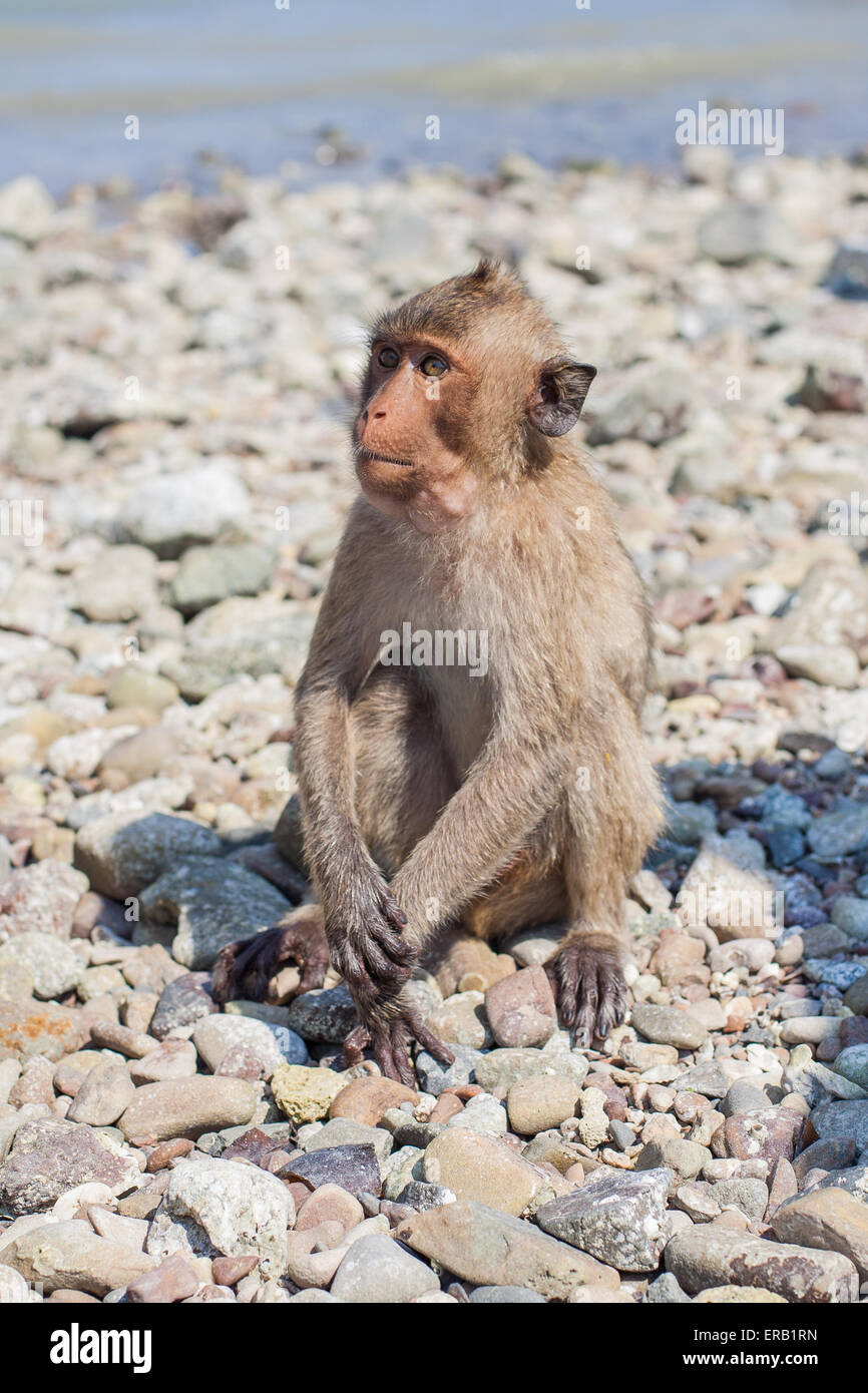 Monkey. Crab-eating macaque. Asia Thailand Stock Photo - Alamy