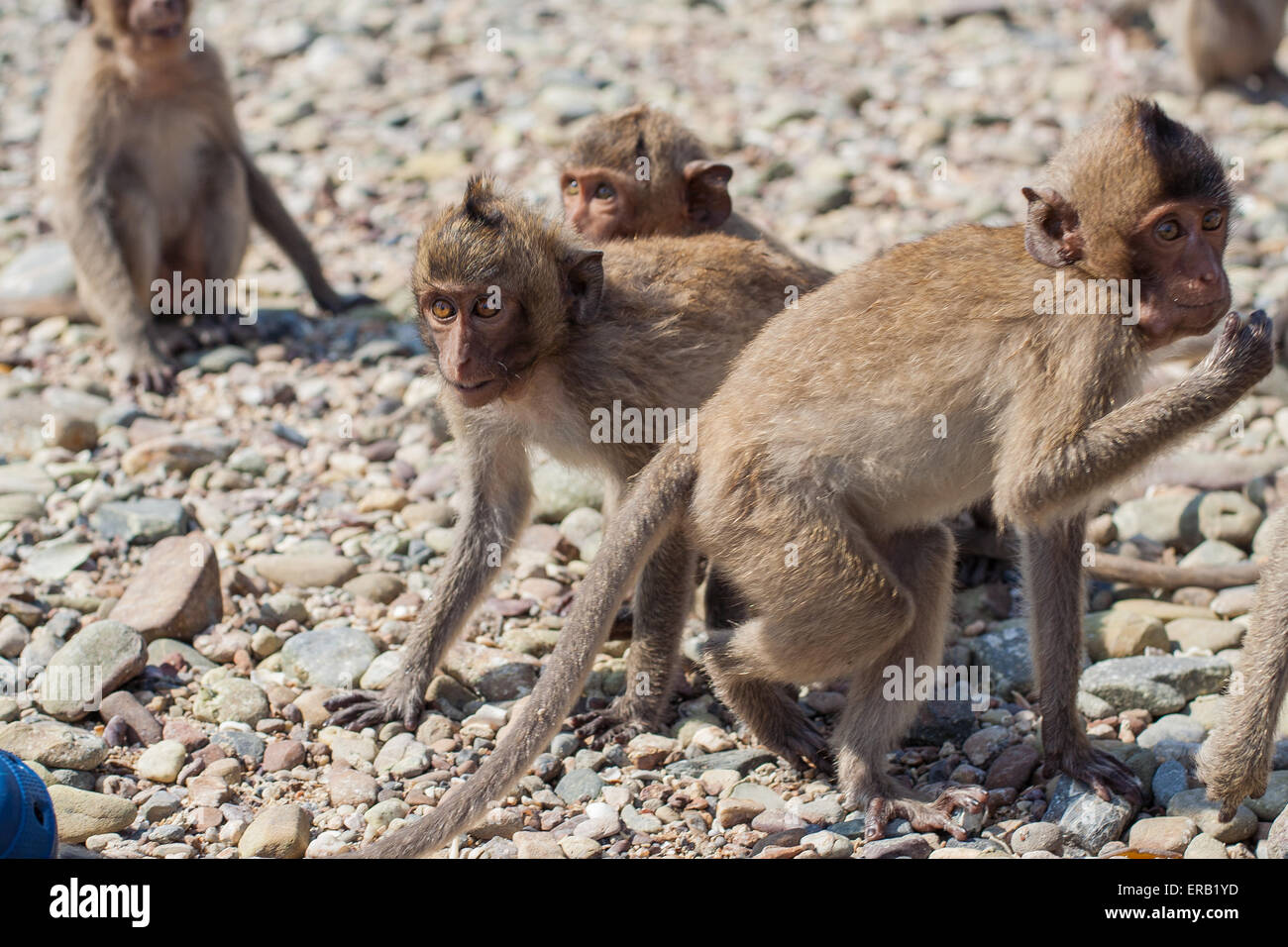 Monkey. Crab-eating macaque. Asia Thailand Stock Photo - Alamy