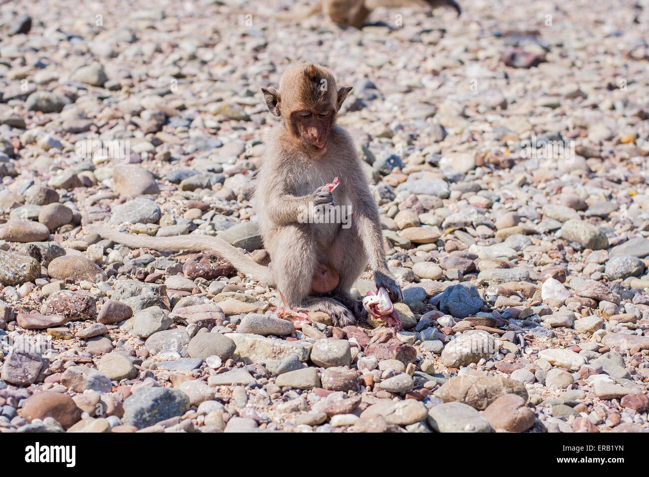 Monkey. Crab-eating macaque. Asia Thailand Stock Photo - Alamy
