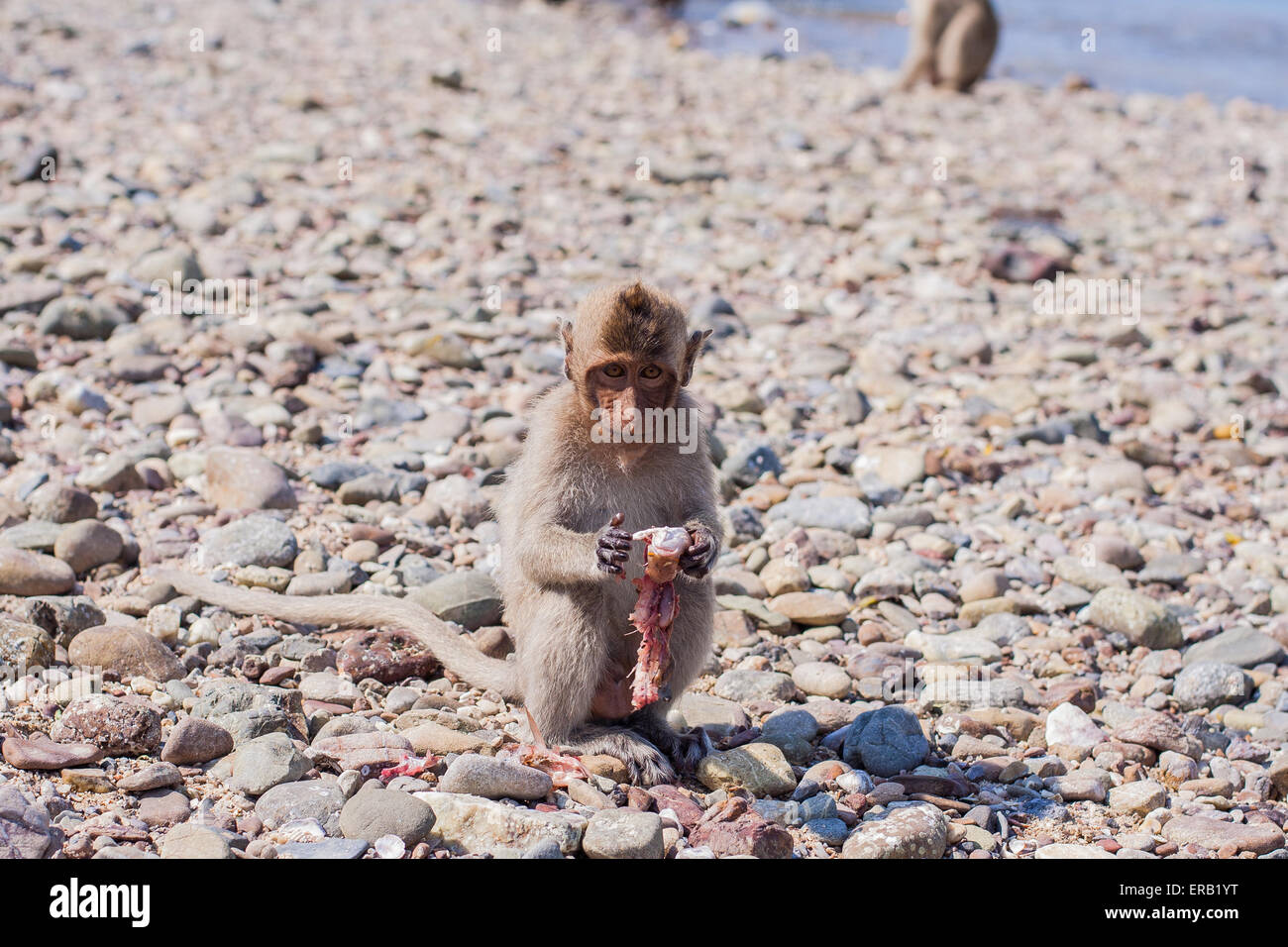 Monkey. Crab-eating macaque. Asia Thailand Stock Photo - Alamy