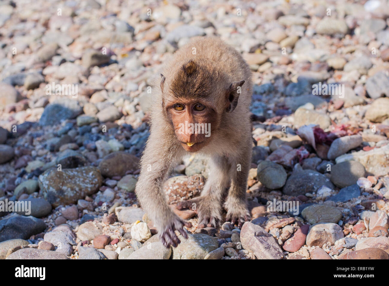 Monkey. Crab-eating macaque. Asia Thailand Stock Photo - Alamy