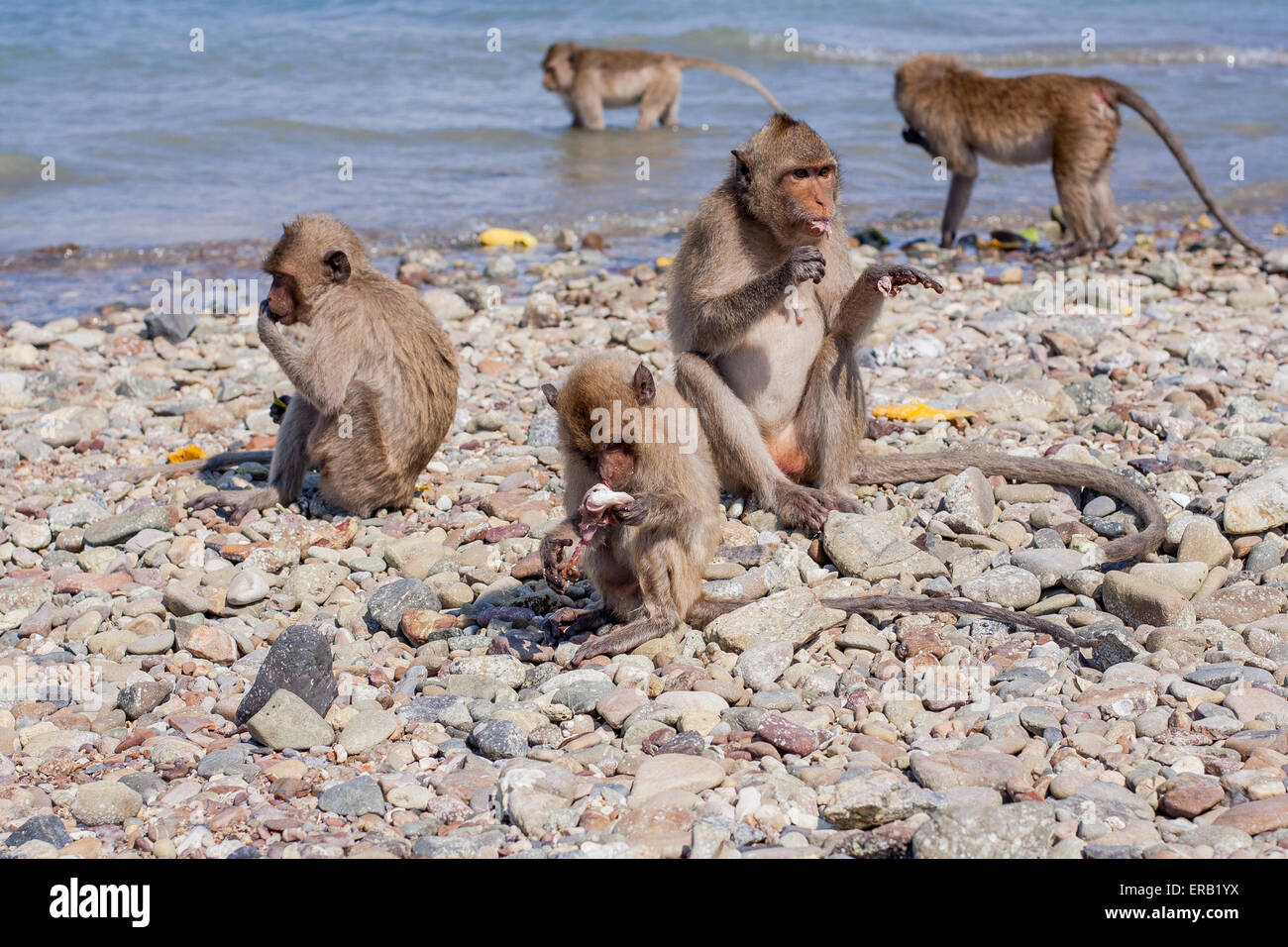 Monkey. Crab-eating macaque. Asia Thailand Stock Photo - Alamy