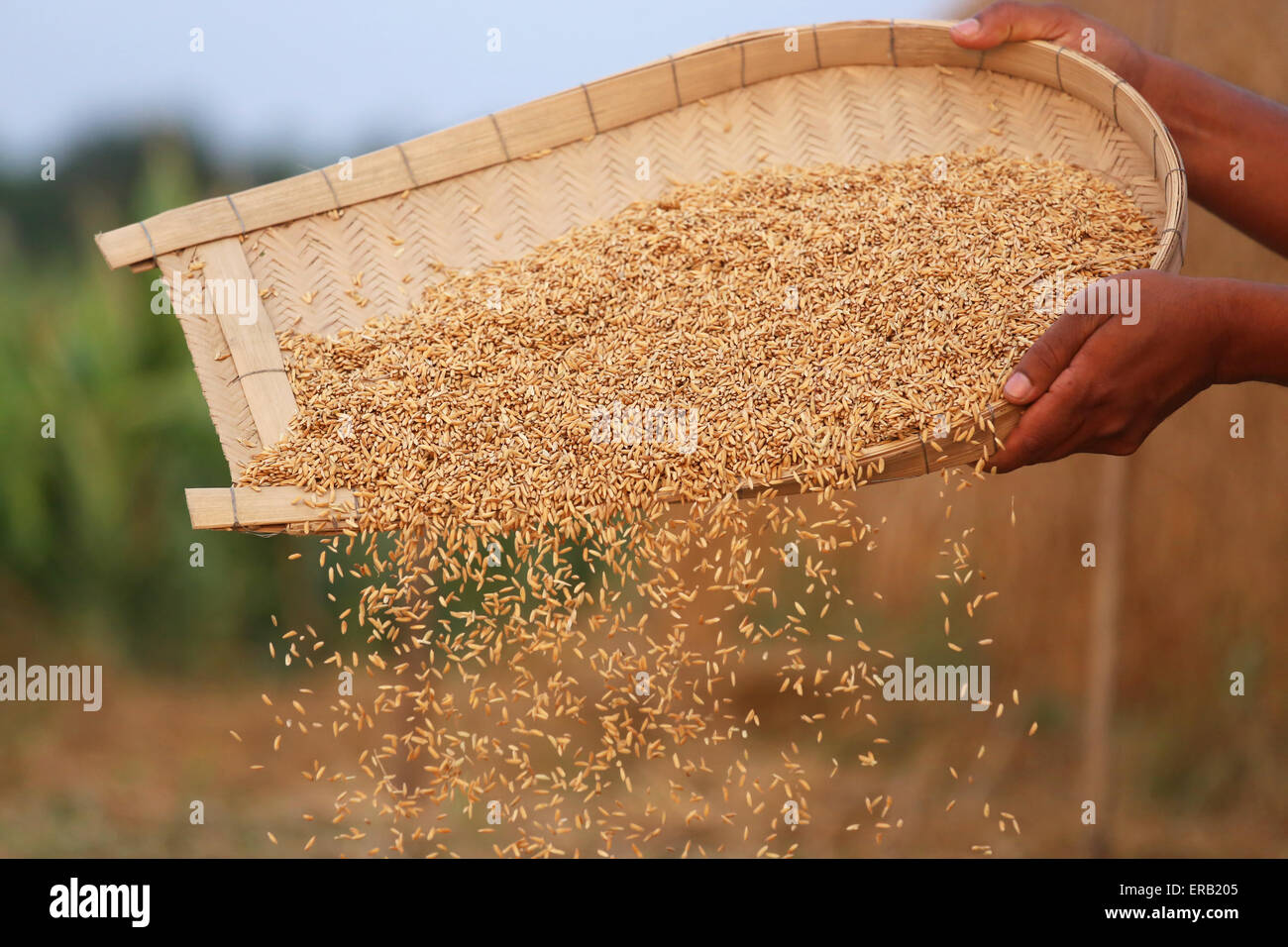Processing golden paddy seeds in Indian subcontinent Stock Photo - Alamy