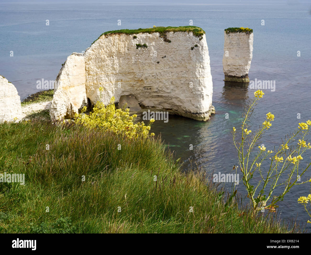 The spectacular chalk cliffs and sea stacks of Old Harry Rocks at rthe ...