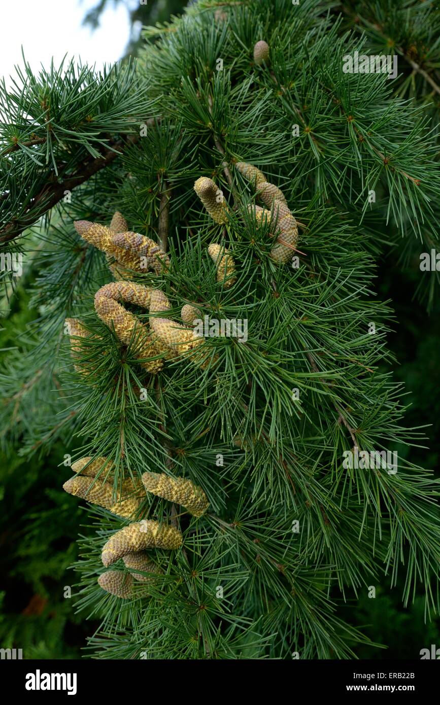 Pine tree branch with pine cones Stock Photo - Alamy