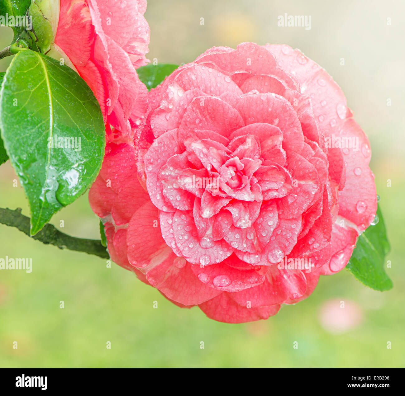 Flower of japanese camellia on the branch Stock Photo - Alamy