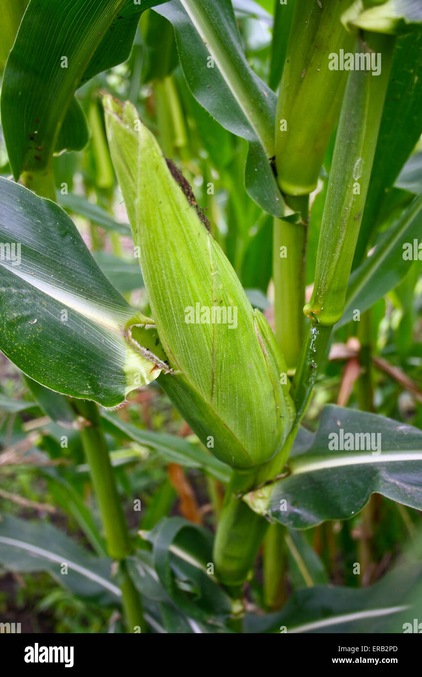 Corn Cultivation Stock Photos & Corn Cultivation Stock Images - Alamy