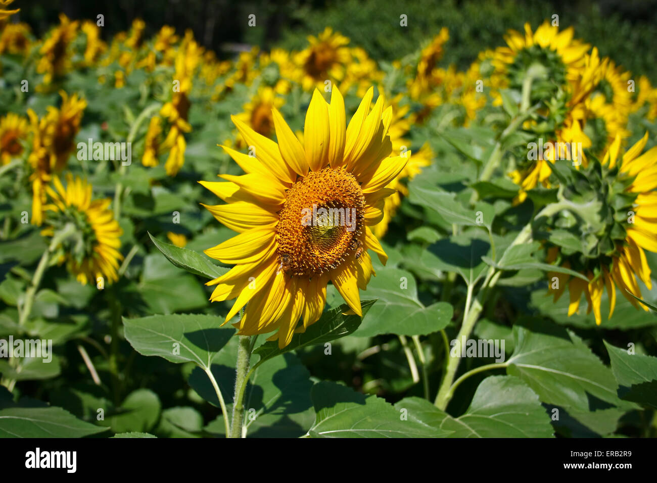 Plant family Asteraceae sunflower oil - Flower of the Sun, Helianthus ...