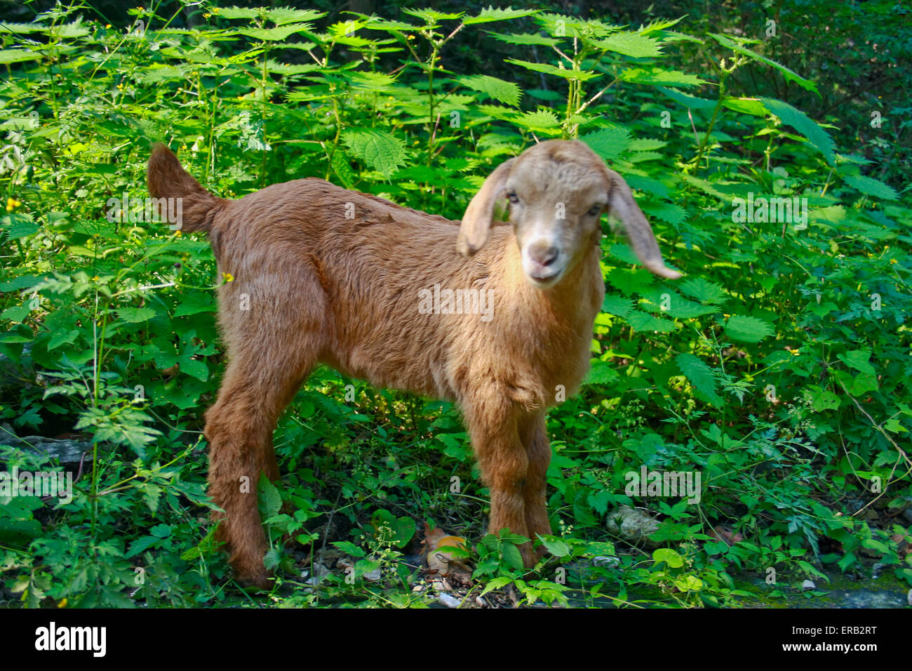 Baby Angora Goats
