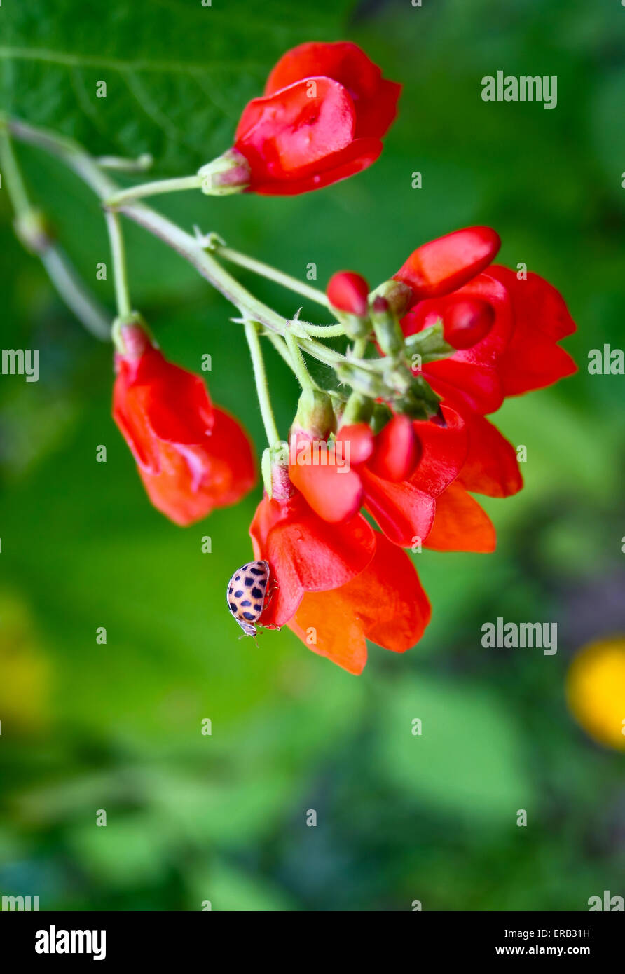 Insect pest of potato spotted ladybug - Epilachna vigintioctomaculata ...