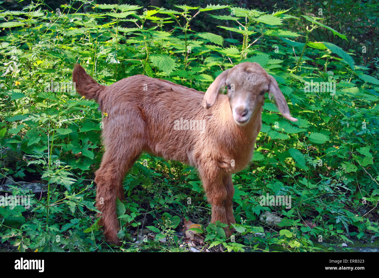 Funny baby Angora goat - Capra aegagrus Stock Photo - Alamy