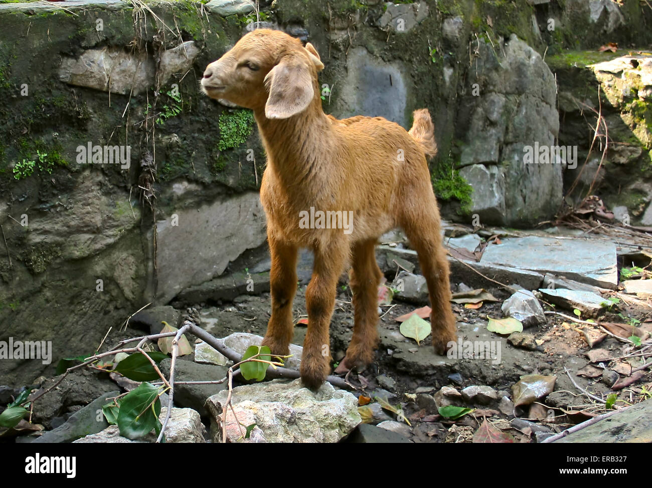 Funny baby Angora goat - Capra aegagrus Stock Photo - Alamy