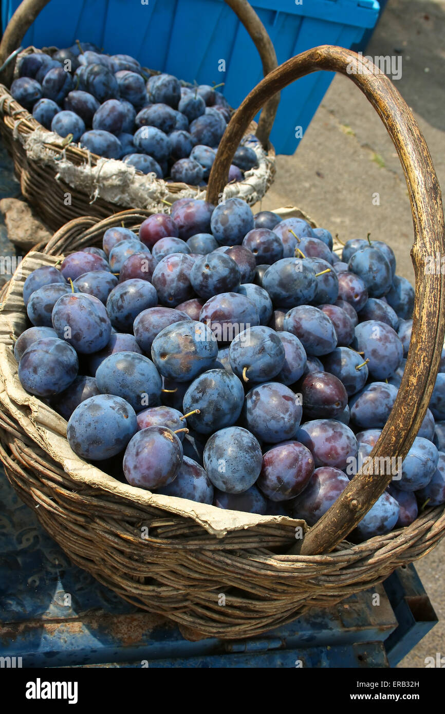Beautiful and delicious fruit of plum - Prunus domestica Stock Photo ...
