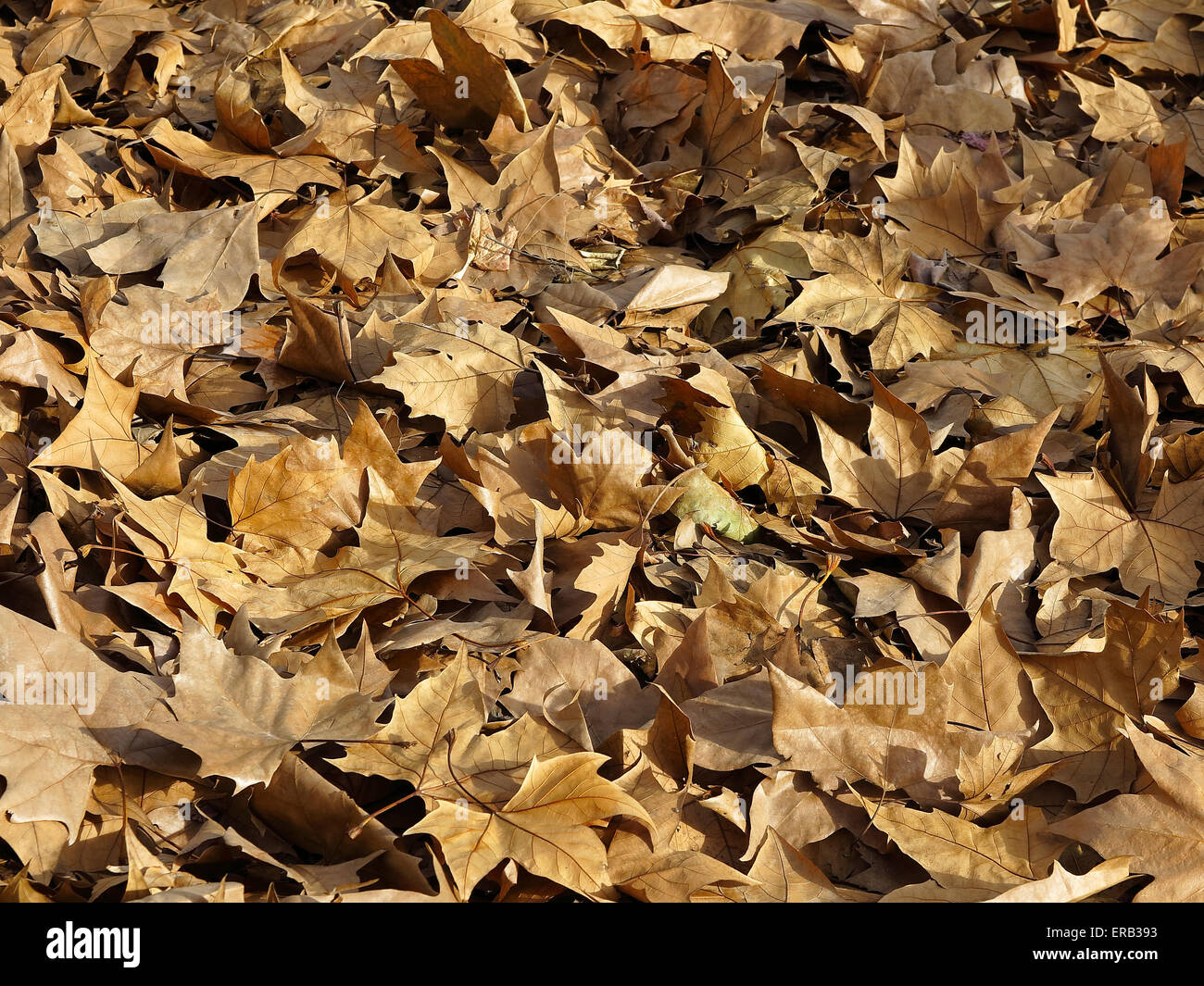 ground full of fallen dry leaves with the arrival of autumn Stock Photo ...