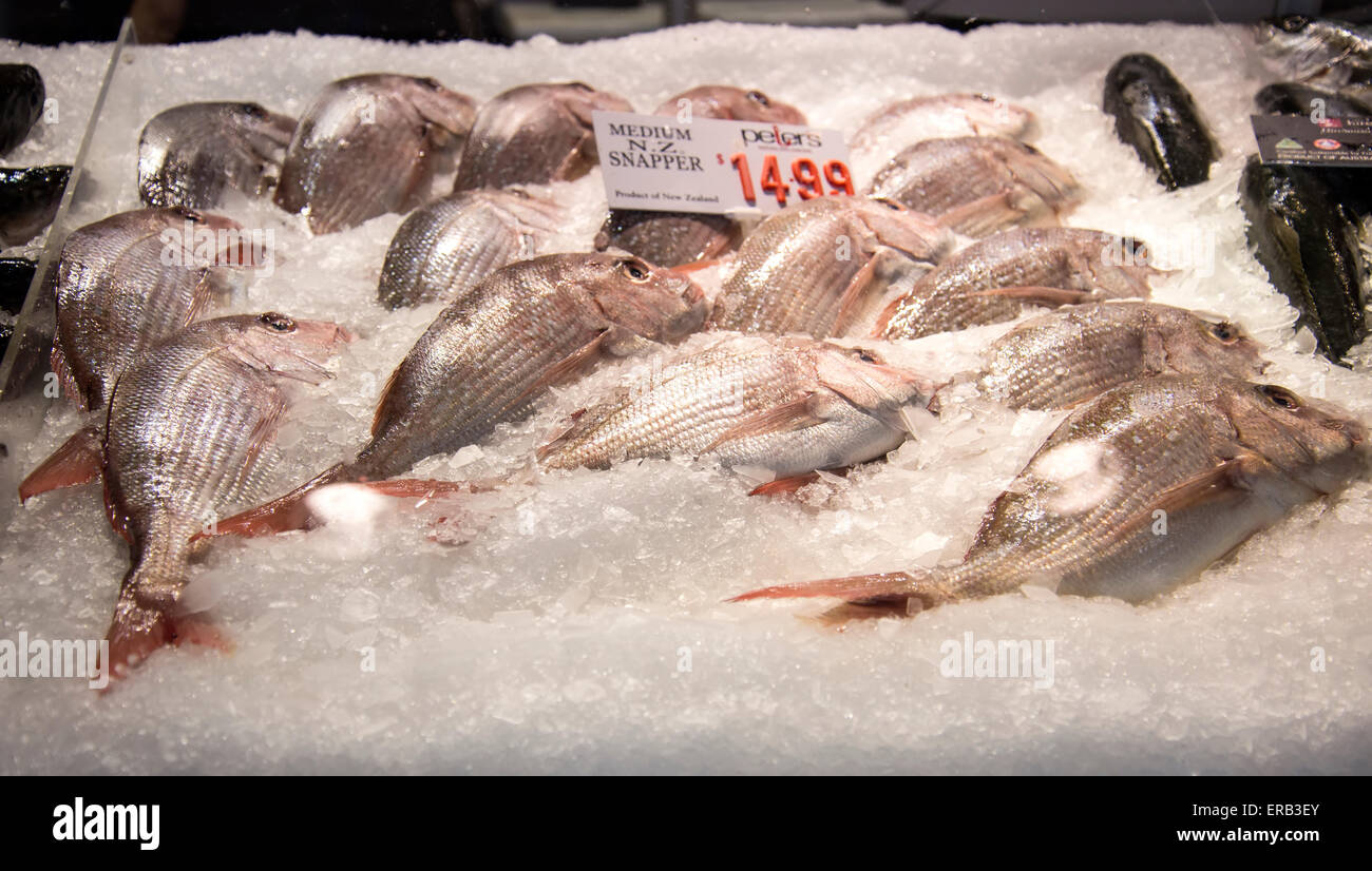 Snapper fish australia hi-res stock photography and images - Alamy