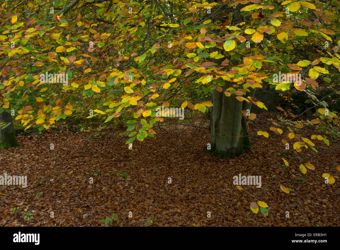 A beech tree in autumn colours Stock Photo - Alamy