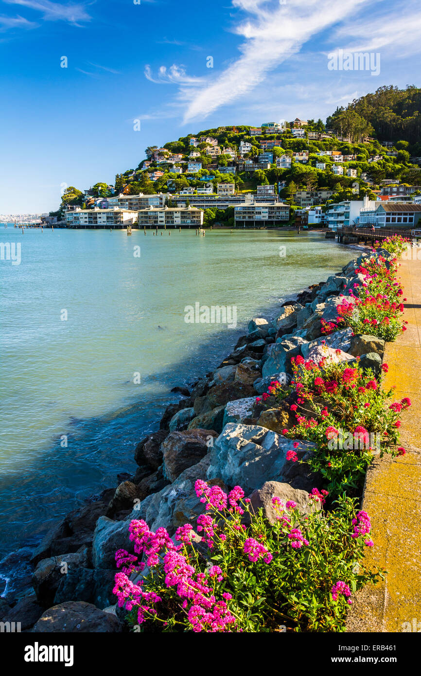 Flowers along the San Francisco Bay and hill in Sausalito, California ...