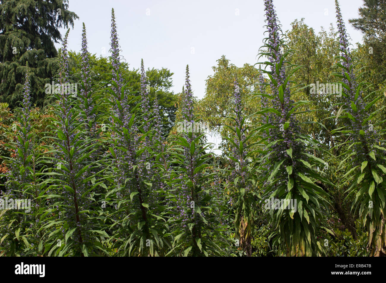 Tall spikes of the giant viper's bugloss, Echium pininana Stock Photo ...